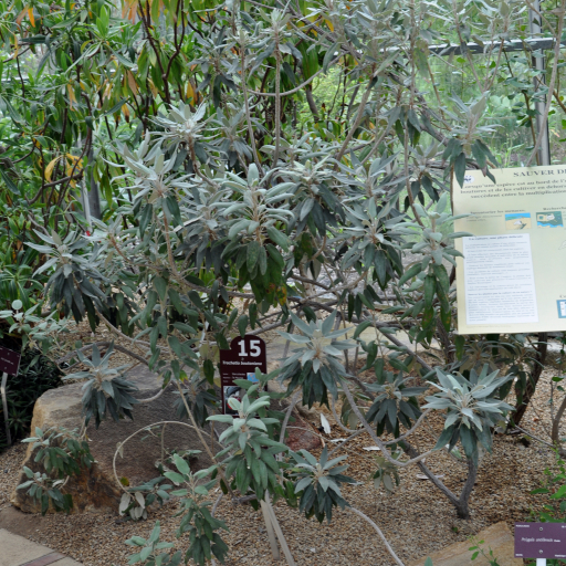 Trochetia Boutoniana Plant Care & How to Grow, Water