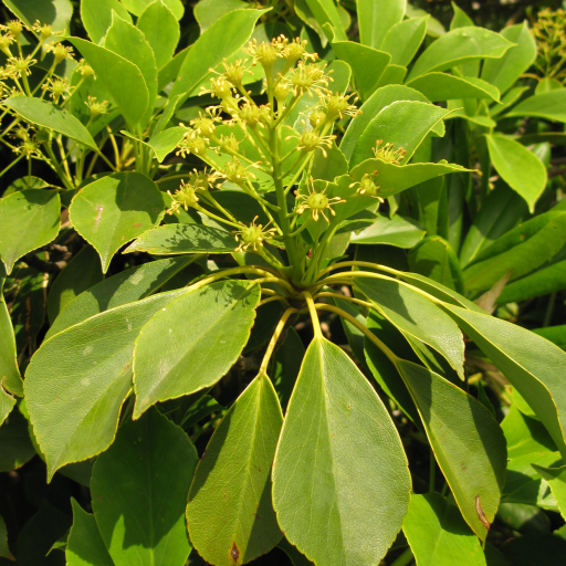 Asiatic Wheel Tree (Trochodendron Aralioides) Plant Care & How to Grow ...