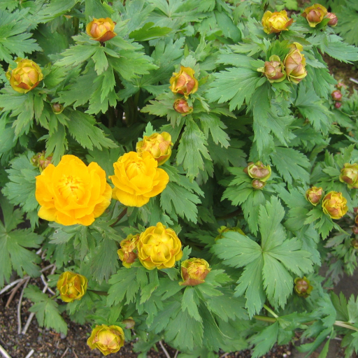 Asian Globeflower (Trollius Asiaticus) Plant Care & How to Grow, Water