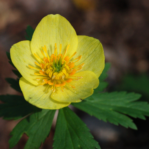 American Globeflower (Trollius Laxus) Plant Care & How to Grow, Water