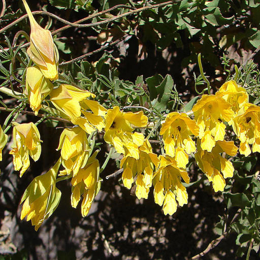 Tropaeolum Leptophyllum Care Guide: Water, Soil & Propagation - Plantiary