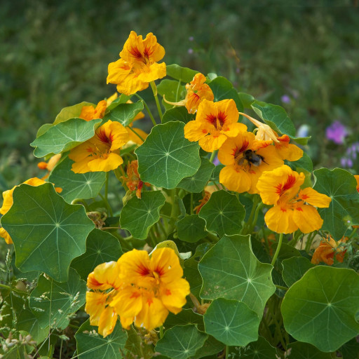 Garden Nasturtium (Tropaeolum Majus) Plant Care & How to Grow, Water