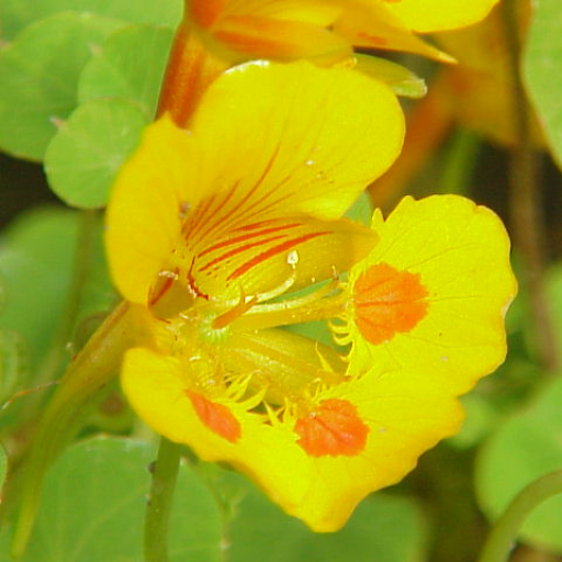 Dwarf Nasturtium (Tropaeolum Minus) Care Guide: Water, Soil ...