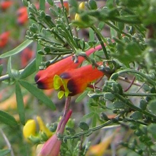 Bolivian Nasturtium (Tropaeolum Tricolor) Care Guide: Water, Soil ...
