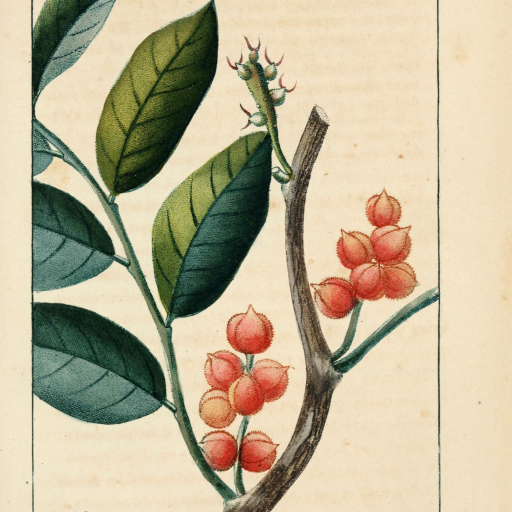 White Ramoon (Trophis Racemosa) Plant Care & How to Grow, Water