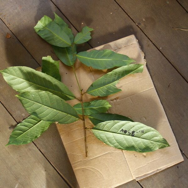 Trymatococcus Amazonicus Plant Care & How to Grow, Water