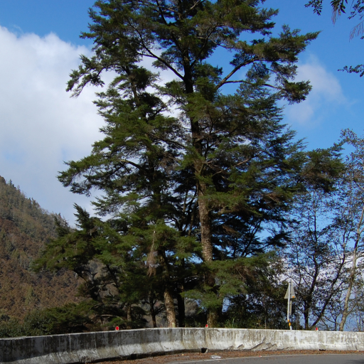 Chinese Hemlock (Tsuga Chinensis) Plant Care & How to Grow, Water