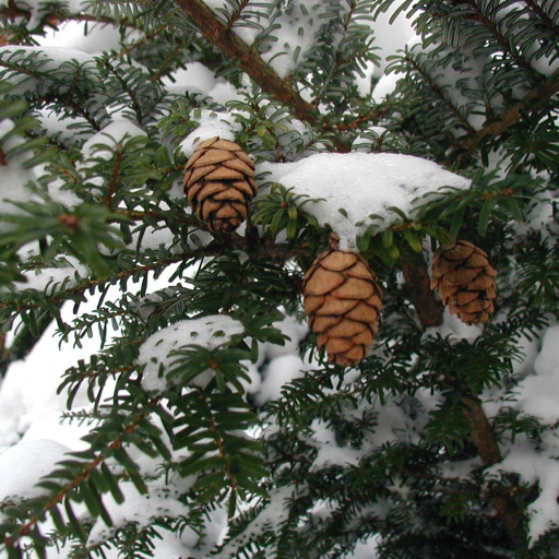 Japanese Hemlock (Tsuga Diversifolia) Plant Care & How to Grow, Water