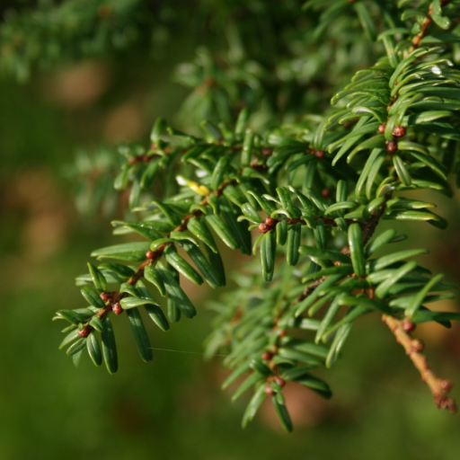 Southern Japanese Hemlock (Tsuga Sieboldii) Plant Care & How to Grow, Water