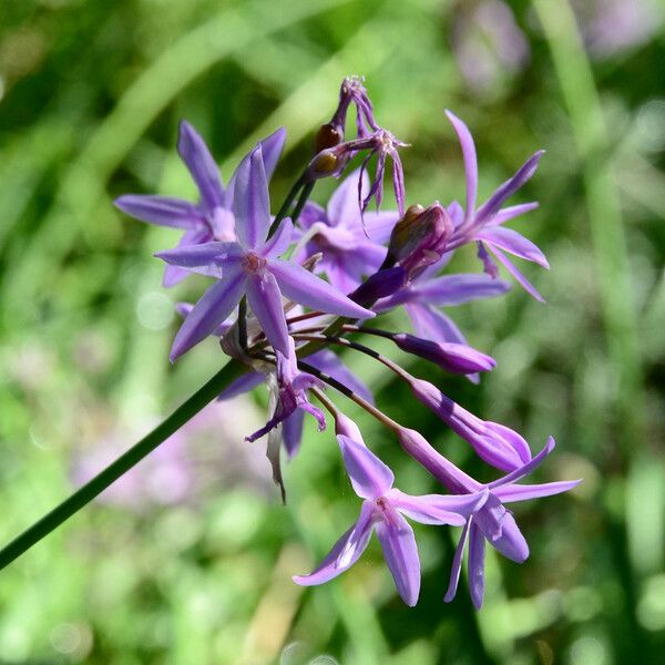Trumpet Garlic (Tulbaghia Alliacea) Plant Care & How to Grow, Water
