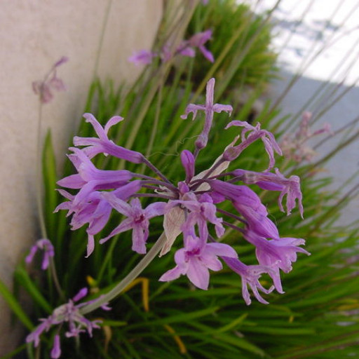 Society Garlic (Tulbaghia Violacea) Plant Care & How to Grow, Water