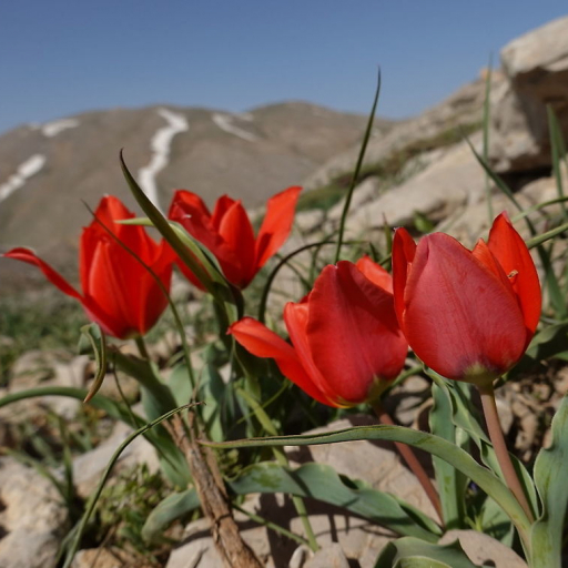 Tulipa Aleppensis Plant Care & How to Grow, Water
