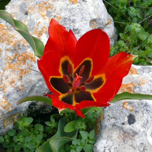 Garden Tulip (Tulipa Aximensis) Care Guide: Water, Soil & Propagation ...