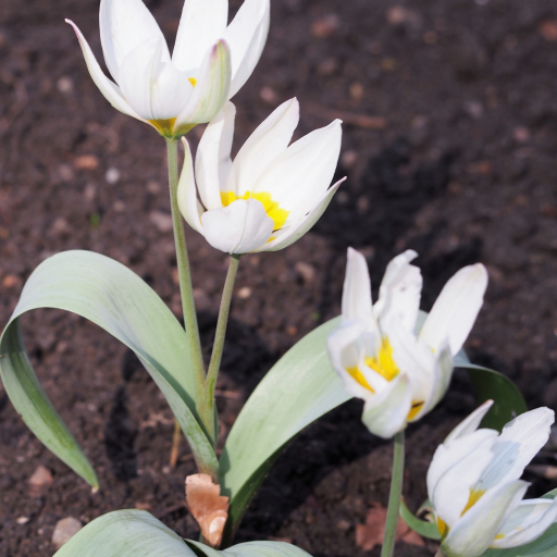 Brian's Tulip (Tulipa Biflora) Plant Care & How to Grow, Water