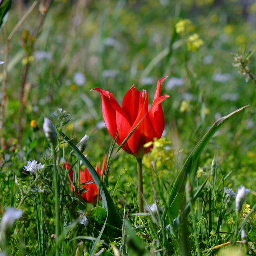 Cyprus Tulip (Tulipa Cypria) Plant Care & How to Grow, Water