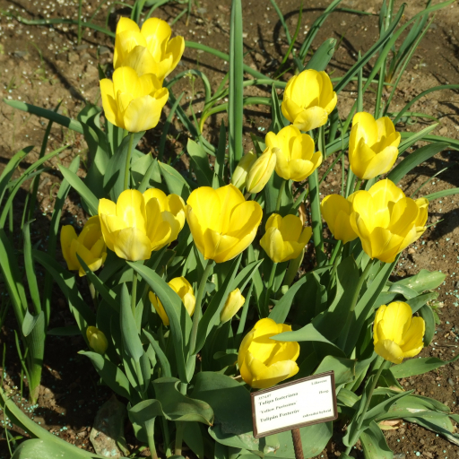 Tulip (Tulipa Fosteriana) Plant Care & How to Grow, Water