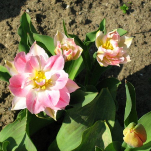 Garden Tulip (Tulipa Gesneriana) Plant Care & How to Grow, Water