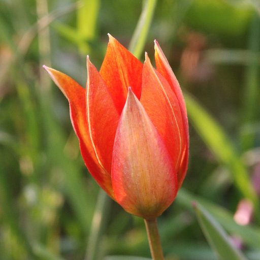 Tulipa Hageri Care Guide: Water, Soil & Propagation - Plantiary