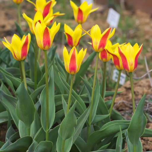 Water-lily Tulip (Tulipa Kaufmanniana) Plant Care & How to Grow, Water