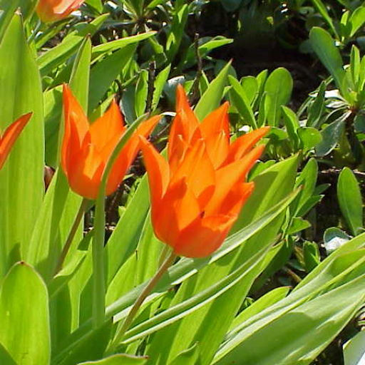 Leather-Bulb Tulip (Tulipa Praestans) Plant Care & How to Grow, Water