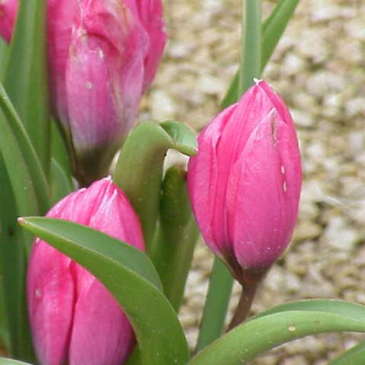Tulipa Pulchella Care Guide: Water, Soil & Propagation - Plantiary