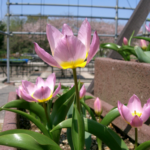 Cretan Tulip (Tulipa Saxatilis) Plant Care & How to Grow, Water
