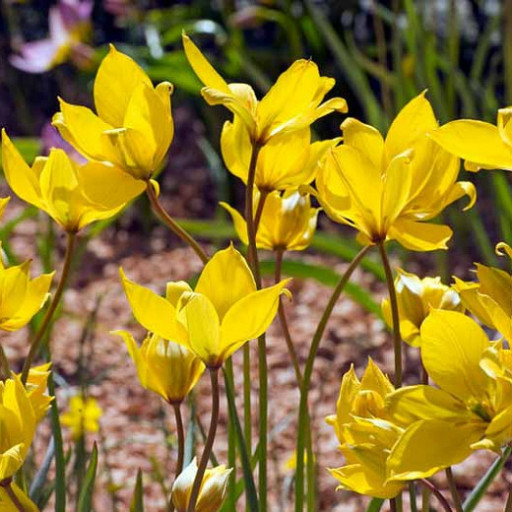 Wild Tulip (Tulipa Sylvestris) Plant Care & How to Grow, Water