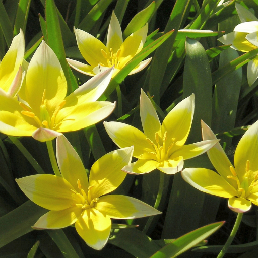 Botanical Tulip (Tulipa Tarda) Plant Care & How to Grow, Water