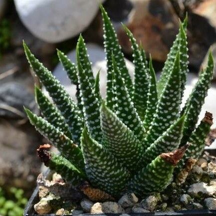 Tulista Minor Plant Care & How to Grow, Water