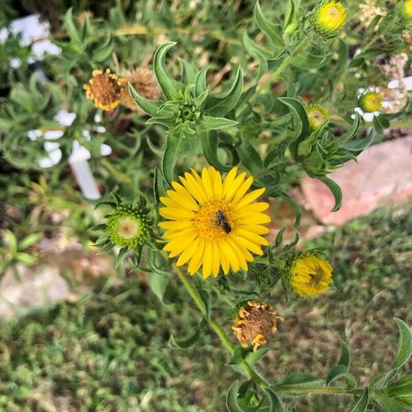 Turczaninovia Fastigiata Care Guide: Water, Soil & Propagation - Plantiary