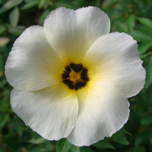 White Buttercup (Turnera Subulata) Plant Care & How to Grow, Water