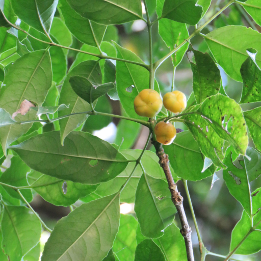 Muttonwood (Turpinia Occidentalis) Plant Care & How to Grow, Water