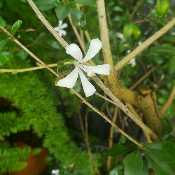 Wild Honeysuckle (Turraea Floribunda) Plant Care & How to Grow, Water
