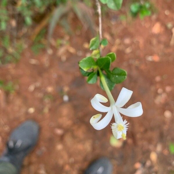 Turraea Mombassana Plant Care & How to Grow, Water