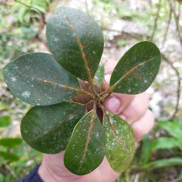 Turraea Monticola Plant Care & How to Grow, Water