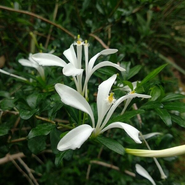 Small Honeysuckle Bush (Turraea Obtusifolia) Plant Care & How to Grow ...