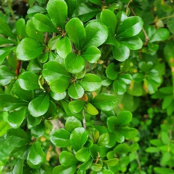 Turraea Parvifolia Plant Care & How to Grow, Water