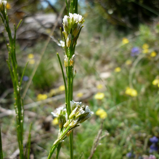 Tower Mustard (Turritis Glabra) Plant Care & How to Grow, Water