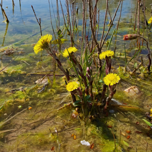 Coltsfoot (Tussilago Farfara) Plant Care & How to Grow, Water