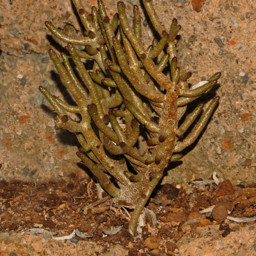 Pork Butterbush (Tylecodon Buchholzianus) Plant Care & How to Grow, Water