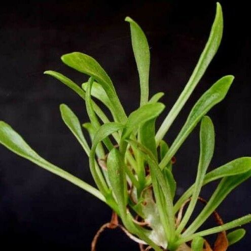 Tylecodon Grandiflorus Plant Care & How to Grow, Water
