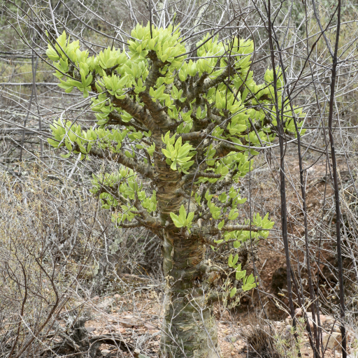 Butter Tree (Tylecodon Paniculatus) Plant Care & How to Grow, Water