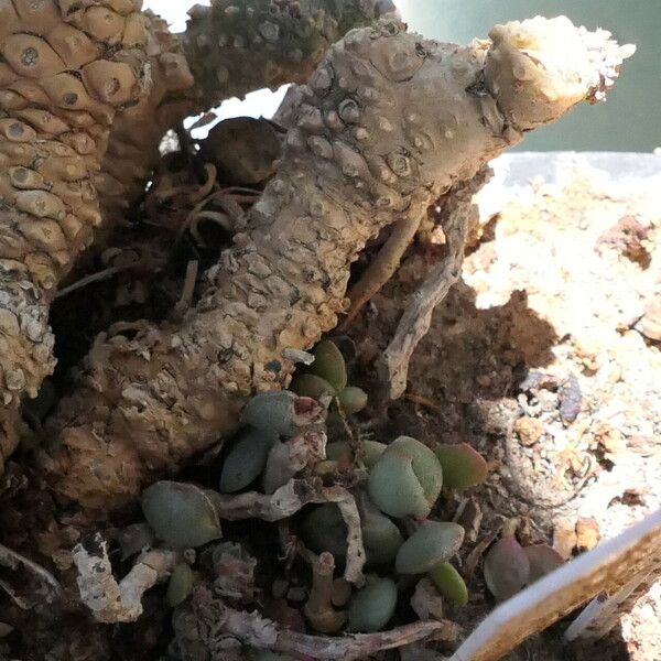 Tylecodon Rubrovenosus Plant Care & How to Grow, Water