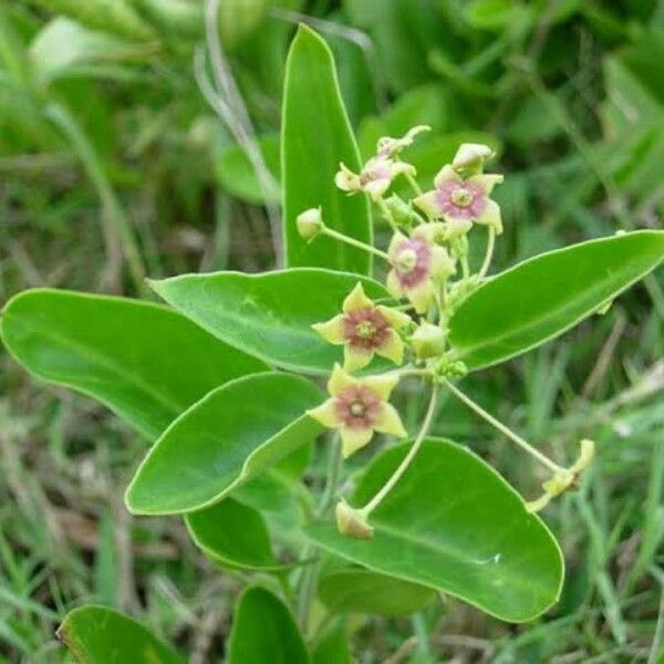 Tylophora Asthmatica Plant Care & How to Grow, Water