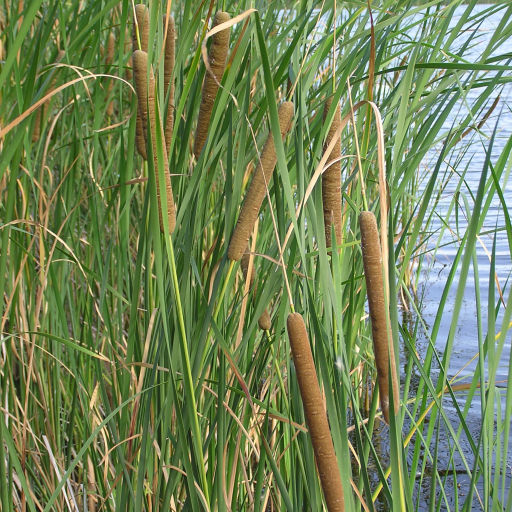 Narrowleaf Cattail (Typha Angustifolia) Plant Care & How to Grow, Water
