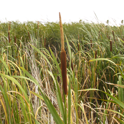 Cape Bulrush (Typha Capensis) Plant Care & How to Grow, Water
