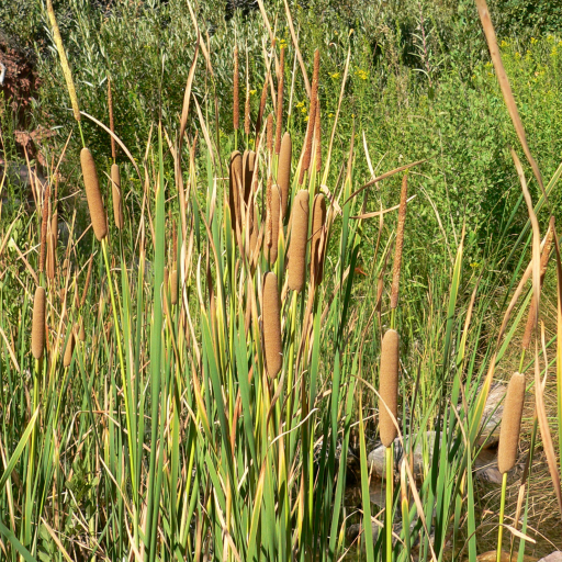 Southern Cattail (Typha Domingensis) Plant Care & How to Grow, Water