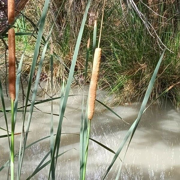 Hybrid Cattail (Typha × Glauca) Plant Care & How to Grow, Water