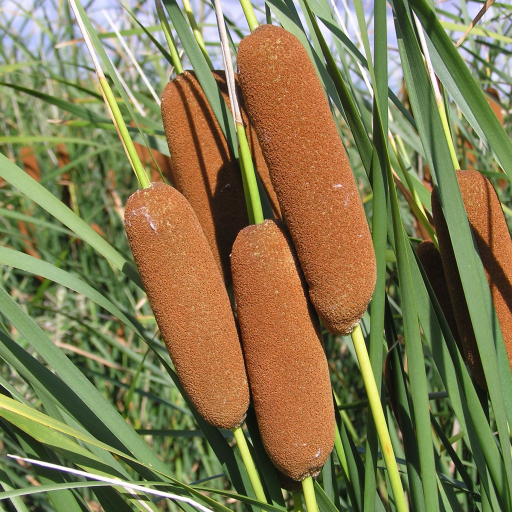 Graceful Cattail (Typha Laxmannii) Plant Care & How to Grow, Water