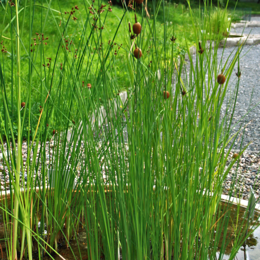 Dwarf Bulrush (Typha Minima) Plant Care & How to Grow, Water